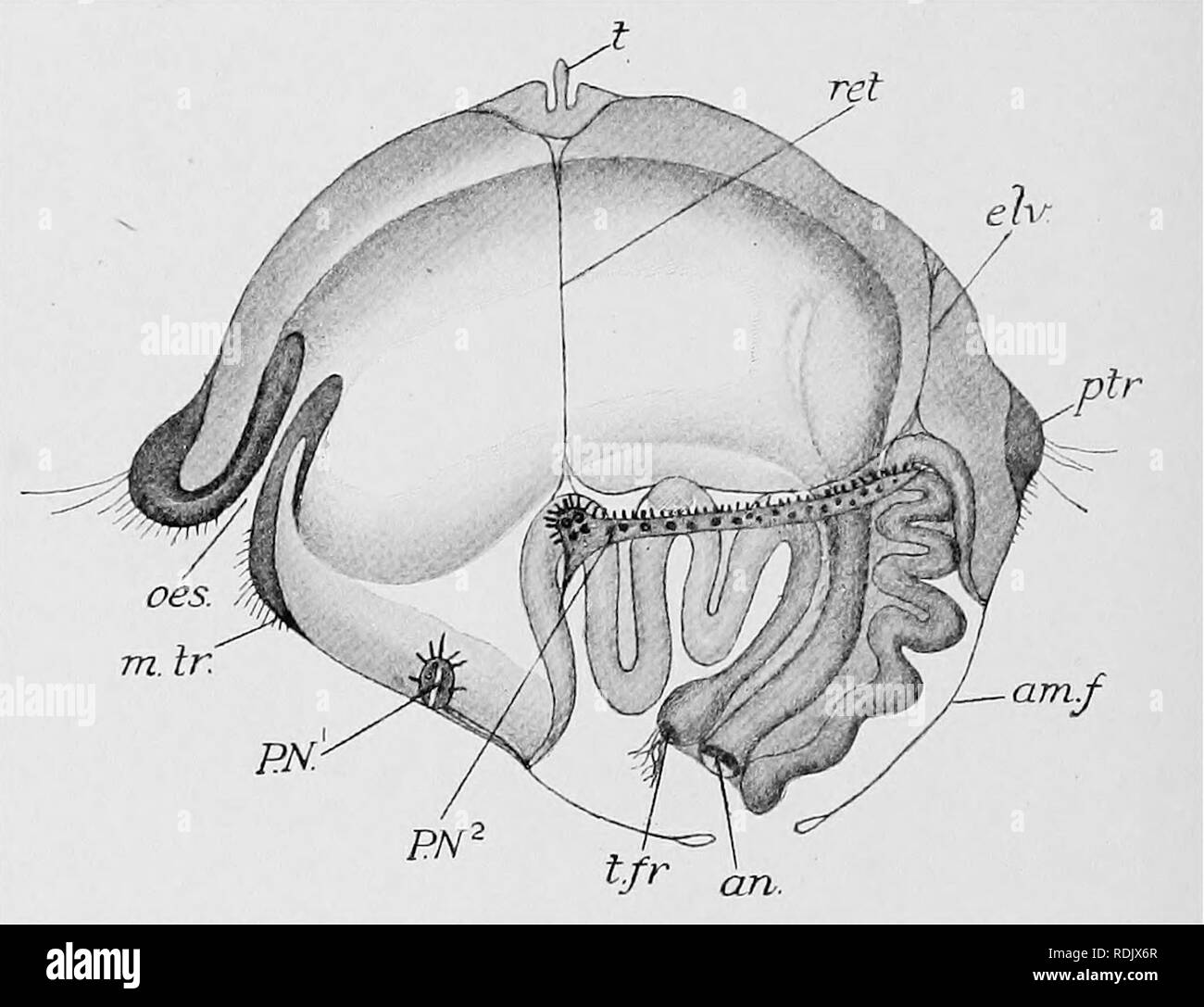Musculos del tronco posterior Banque d'images noir et blanc - Alamy