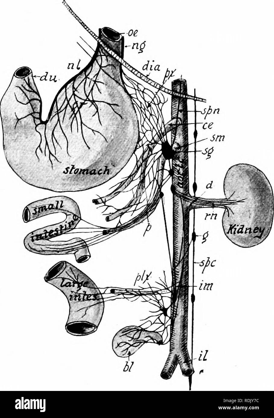 Coeliac Plexus Banque d'image et photos - Alamy