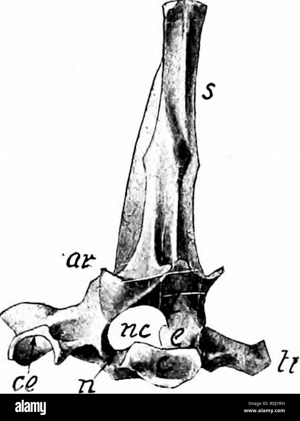 Foramen transverse Banque d'images détourées - Alamy