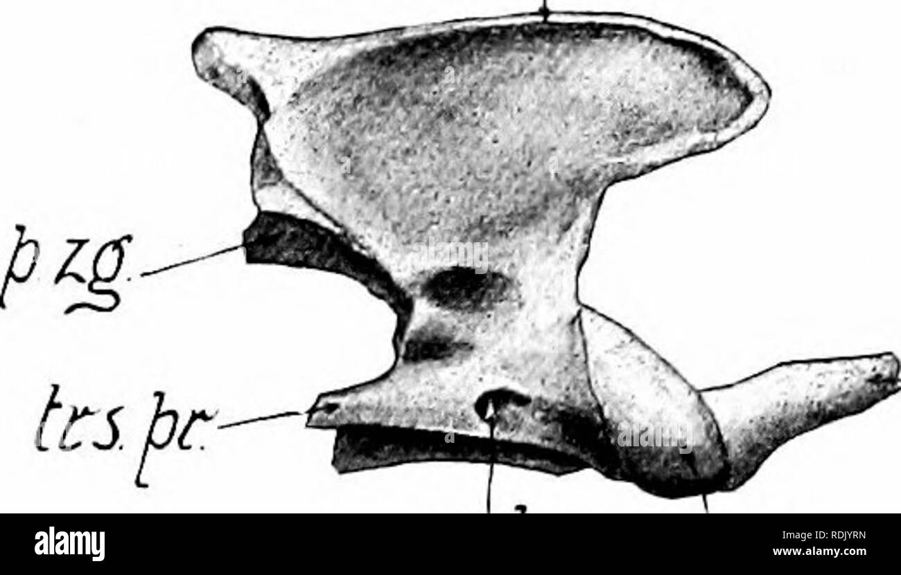 Odontoid process Banque d'images noir et blanc - Alamy