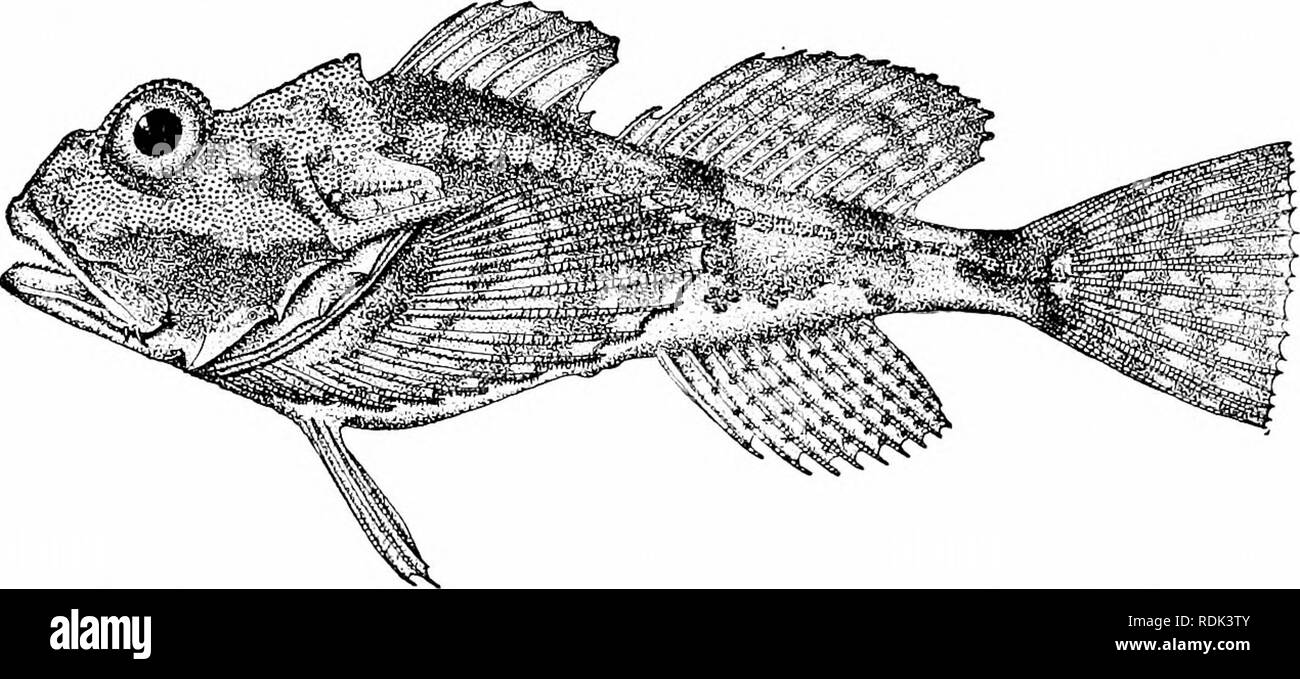 Joue de poisson Banque d'images noir et blanc - Alamy