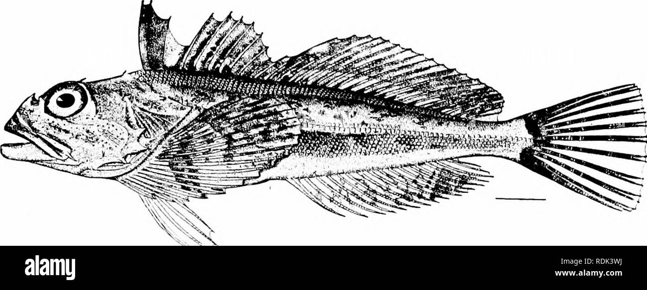 Joue de poisson Banque d'images noir et blanc - Alamy