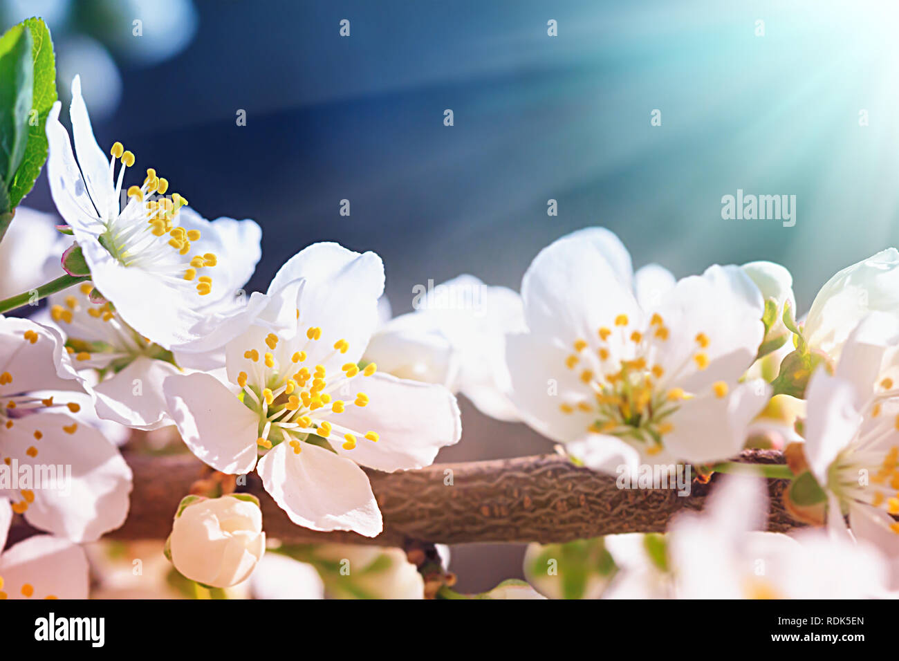 Fleurs de prunier sauvage en plein soleil.fleurs blanches en petits ...