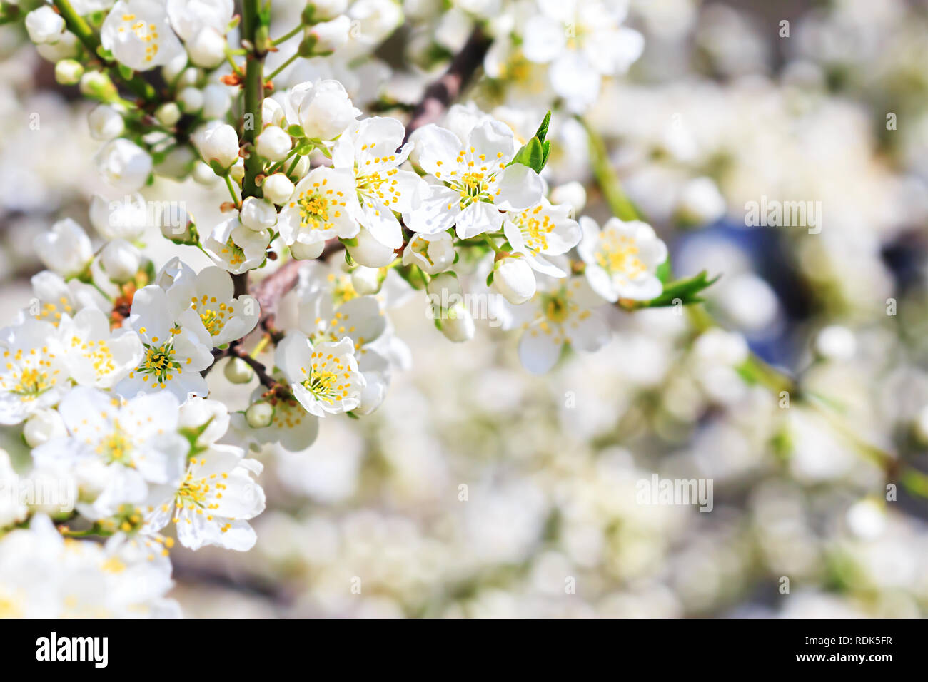Fleurs de prunier sauvage en plein soleil.fleurs blanches en petits ...