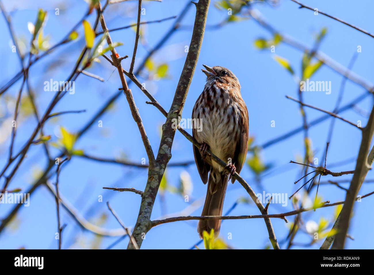 Merle redwing femelle Banque de photographies et d’images à haute ...