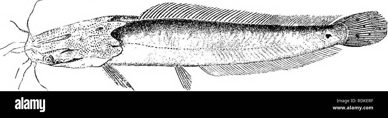 C est quoi le poisson venimeux Banque d'images noir et blanc - Alamy