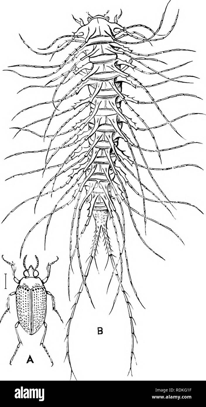 . L'histoire naturelle de Cambridge. Zoologie. HALIPLIDAE ADEPHAGA 209 ...