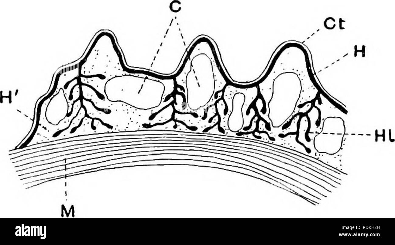 Orifice naturel Banque d'images noir et blanc - Alamy