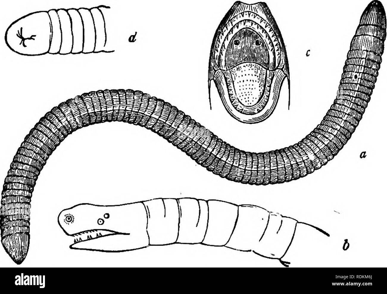 Gymnophiona apoda Banque de photographies et d’images à haute ...