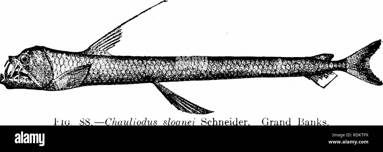 Chauliodus sloanei Banque de photographies et d’images à haute ...