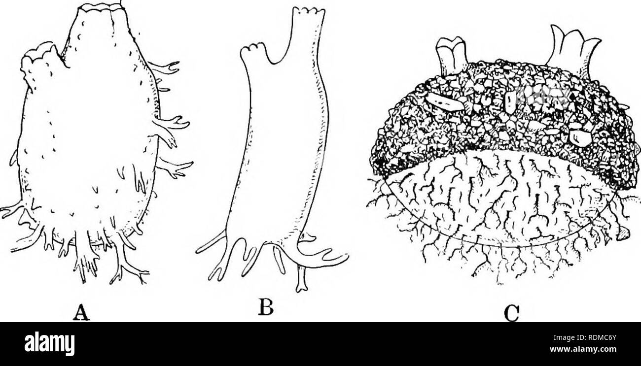 Molgula oculata Banque de photographies et d’images à haute résolution ...