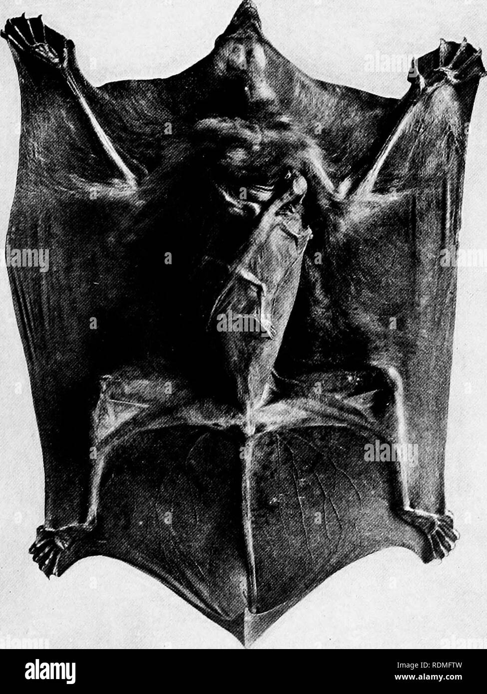 Chauves souris de madagascar Banque de photographies et d’images à ...