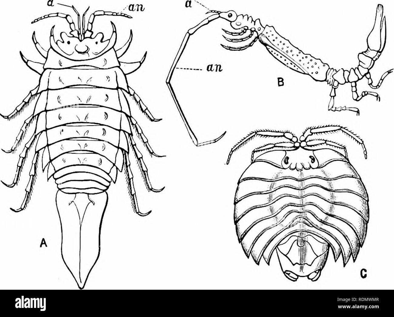 Pou du poisson commun Banque de photographies et d’images à haute ...