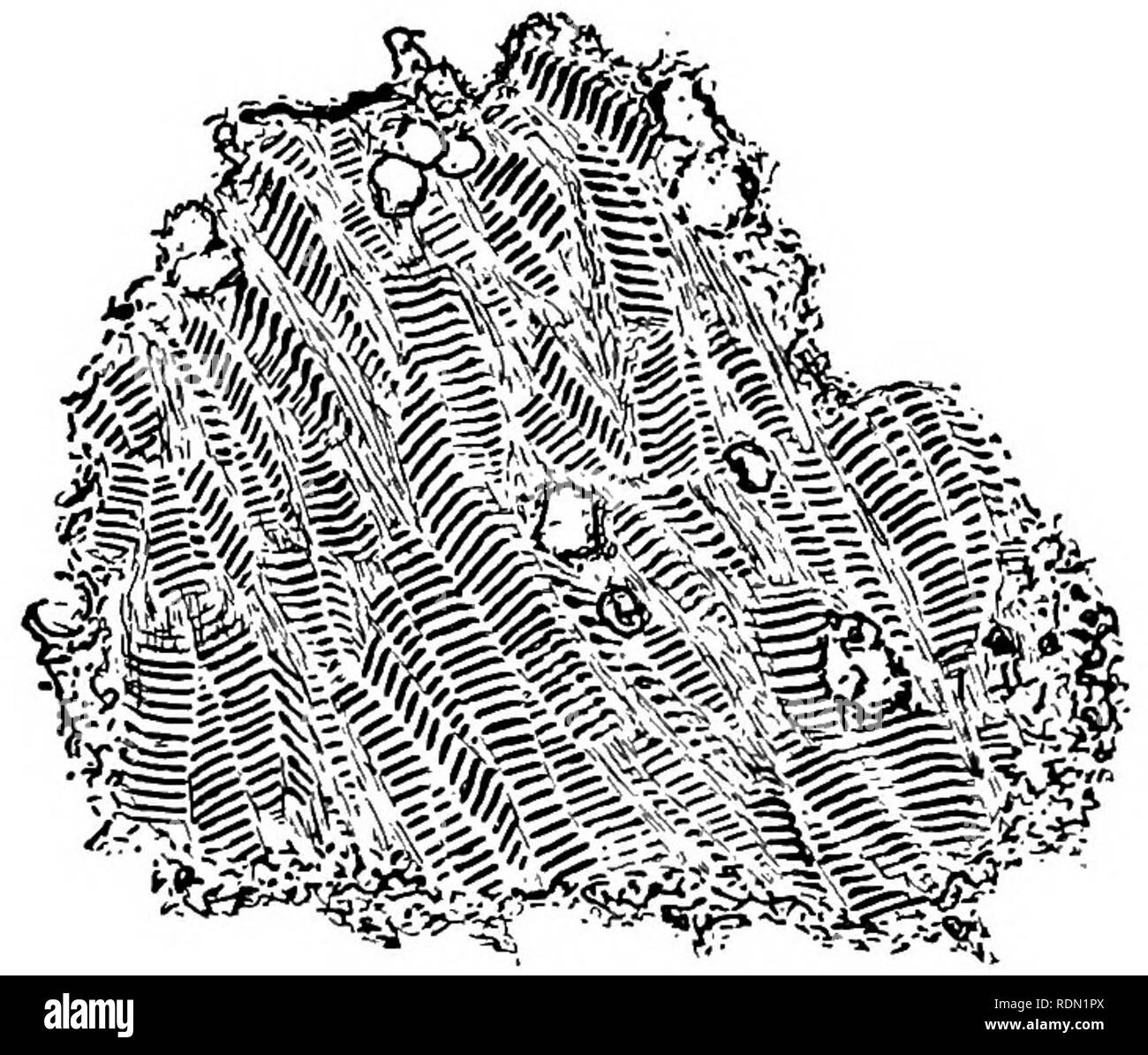 Partes de la cavidad bucal Banque d'images noir et blanc - Alamy