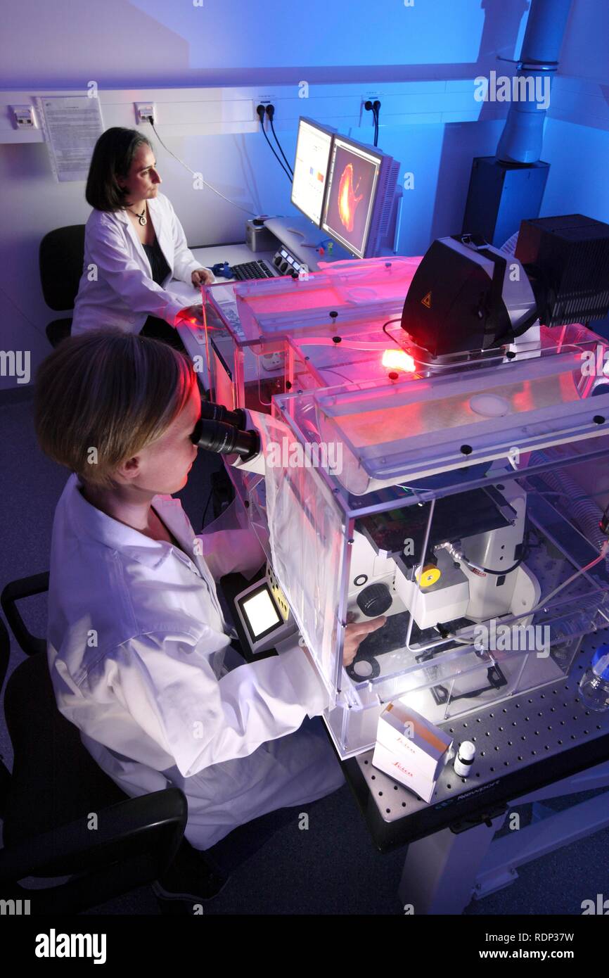 La biotechnologie, microscope à fluorescence, une version spéciale d'un ...