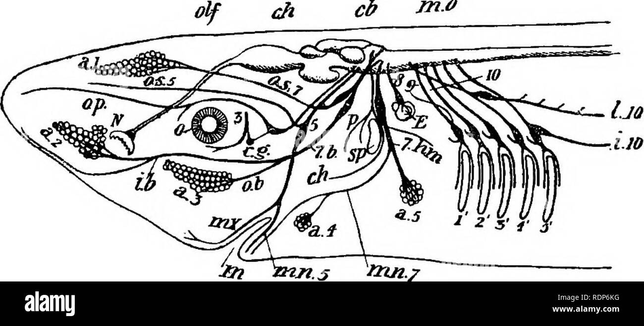 Brachial plexus Banque d'images noir et blanc - Alamy