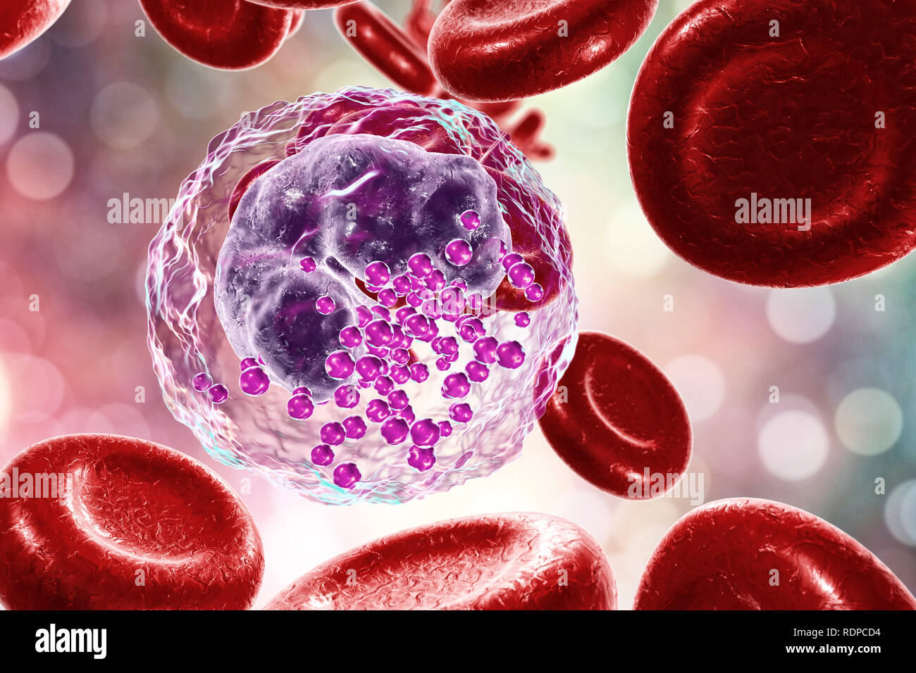 Globules blancs basophiles et les globules rouges, l'illustration de l ...