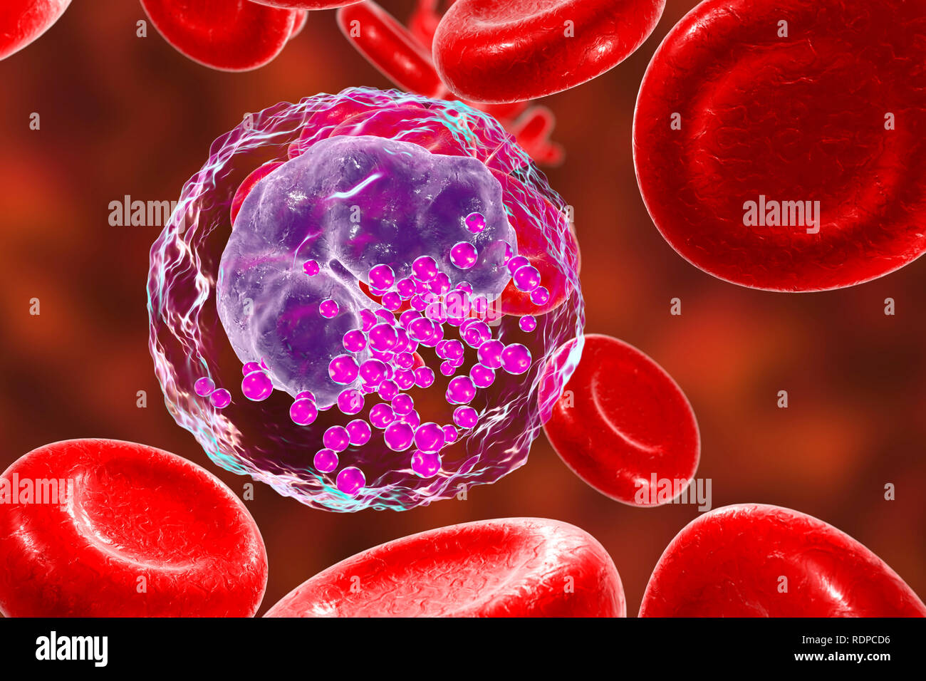 Globules blancs basophiles et les globules rouges, l'illustration de l ...