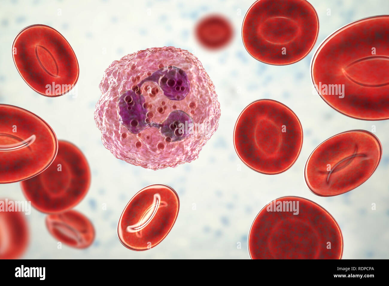 Globules blancs neutrophiles et globules rouges, l'illustration de l ...