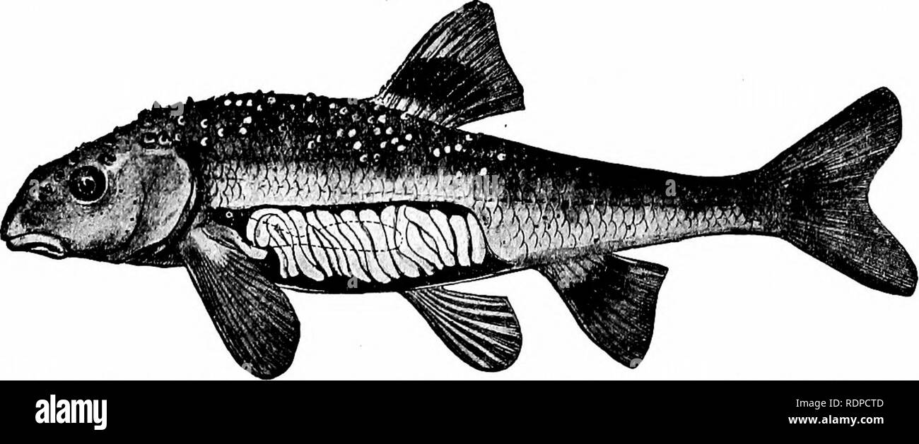 Les intestins du poisson Banque d'images noir et blanc - Alamy