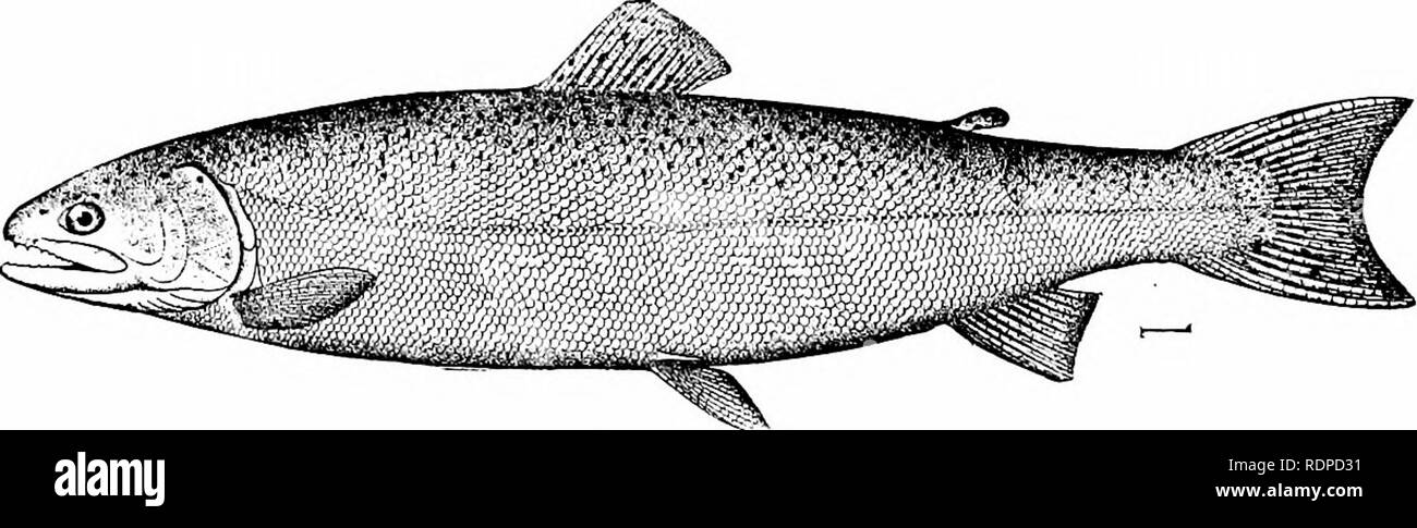 Trente six mois Banque d'images noir et blanc - Alamy