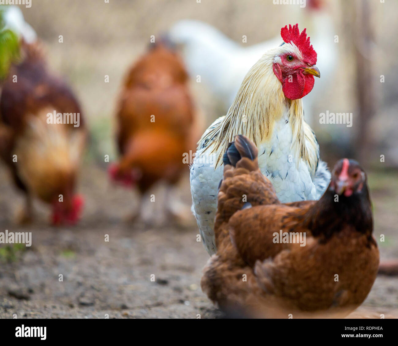 Poules pondeuses plein air Banque de photographies et d’images à haute résolution - Alamy