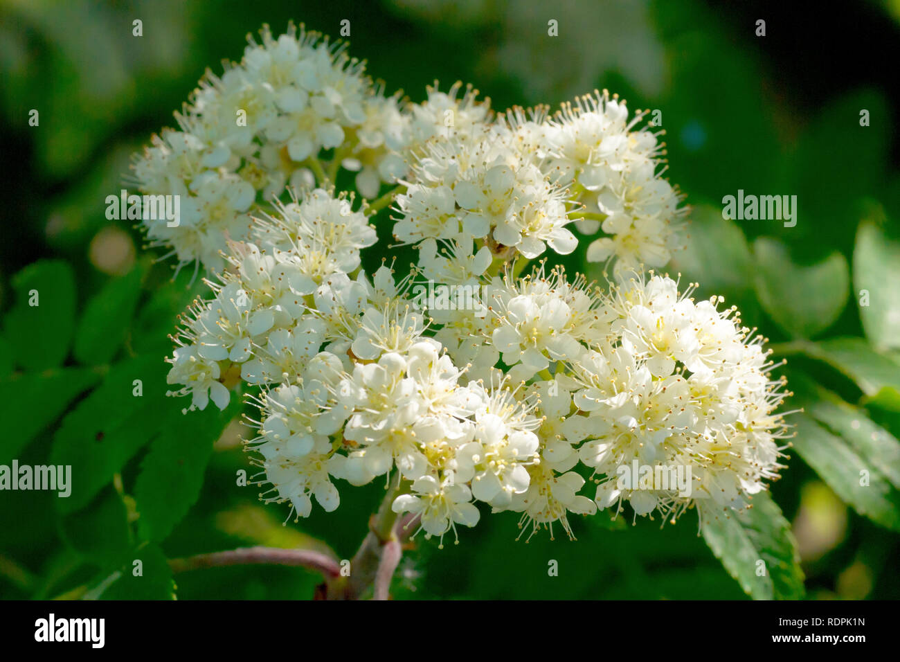 Sorbus aucuparia Banque de photographies et d’images à haute résolution ...
