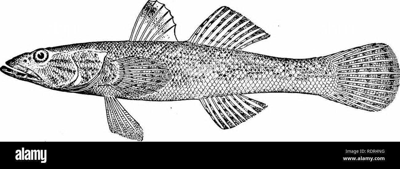 Eleotris fusca Banque de photographies et d’images à haute résolution ...