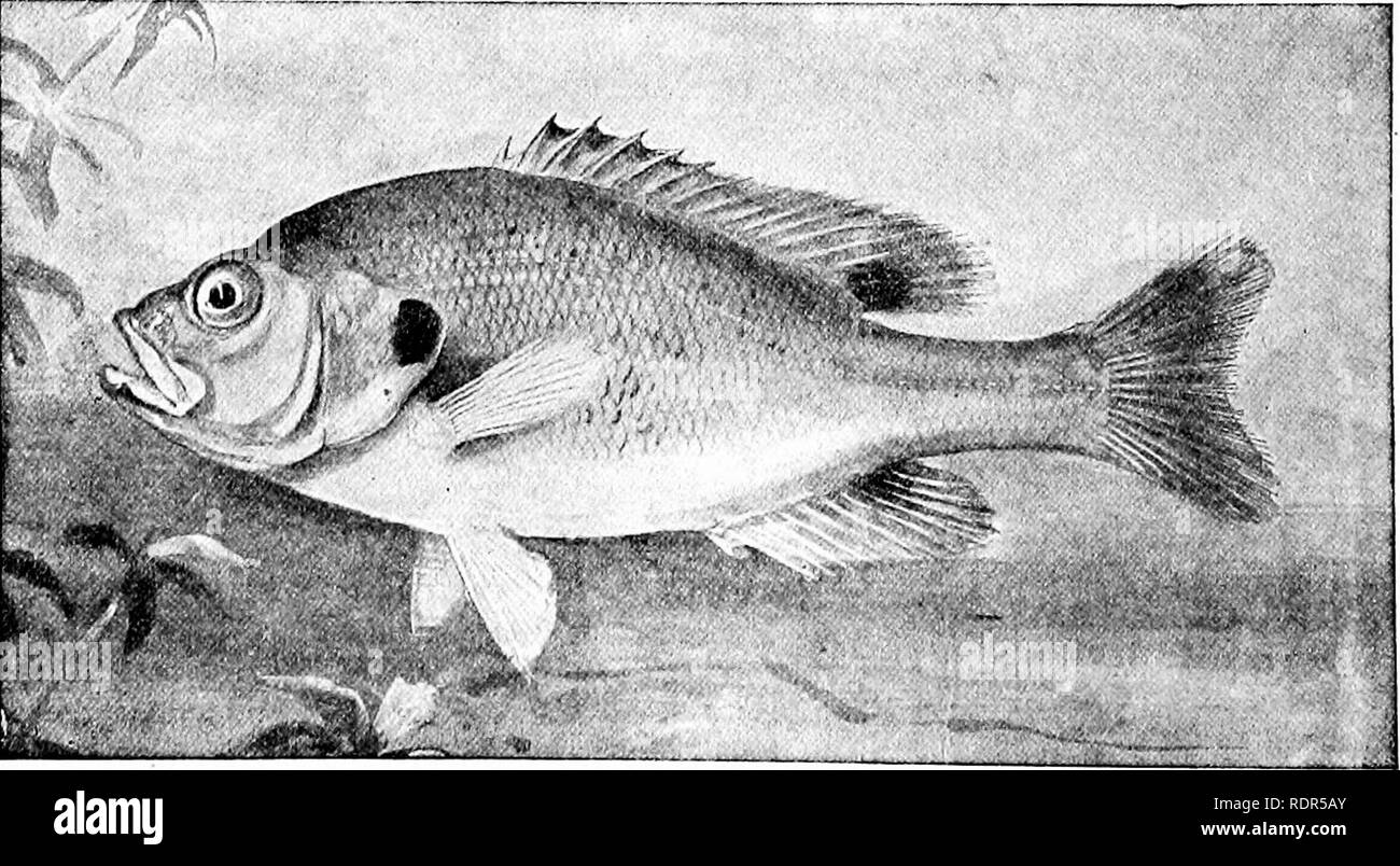 Girella punctata Banque de photographies et d’images à haute résolution ...