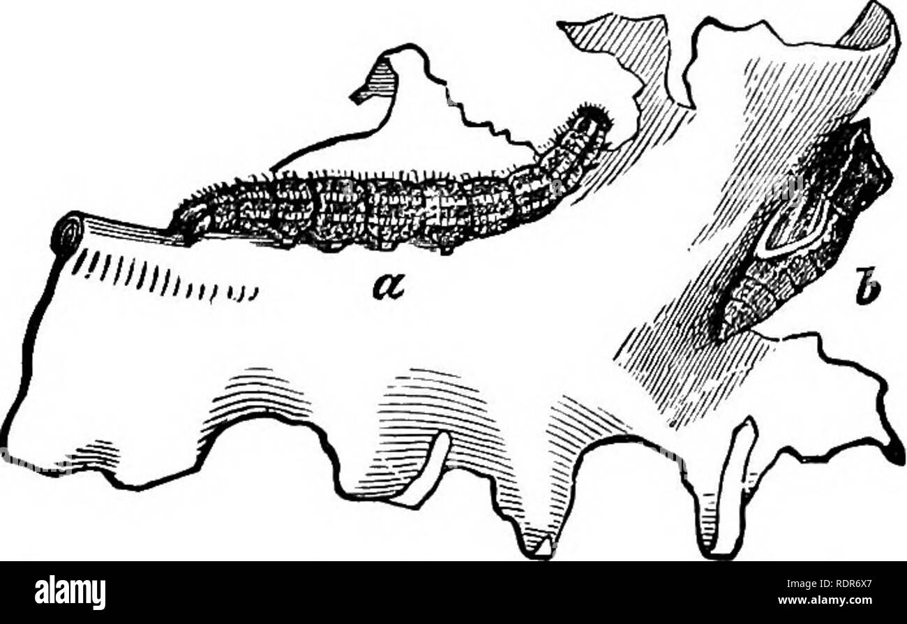 . Insectes nuisibles de la ferme et le jardin. Avec un chapitre sur les ...