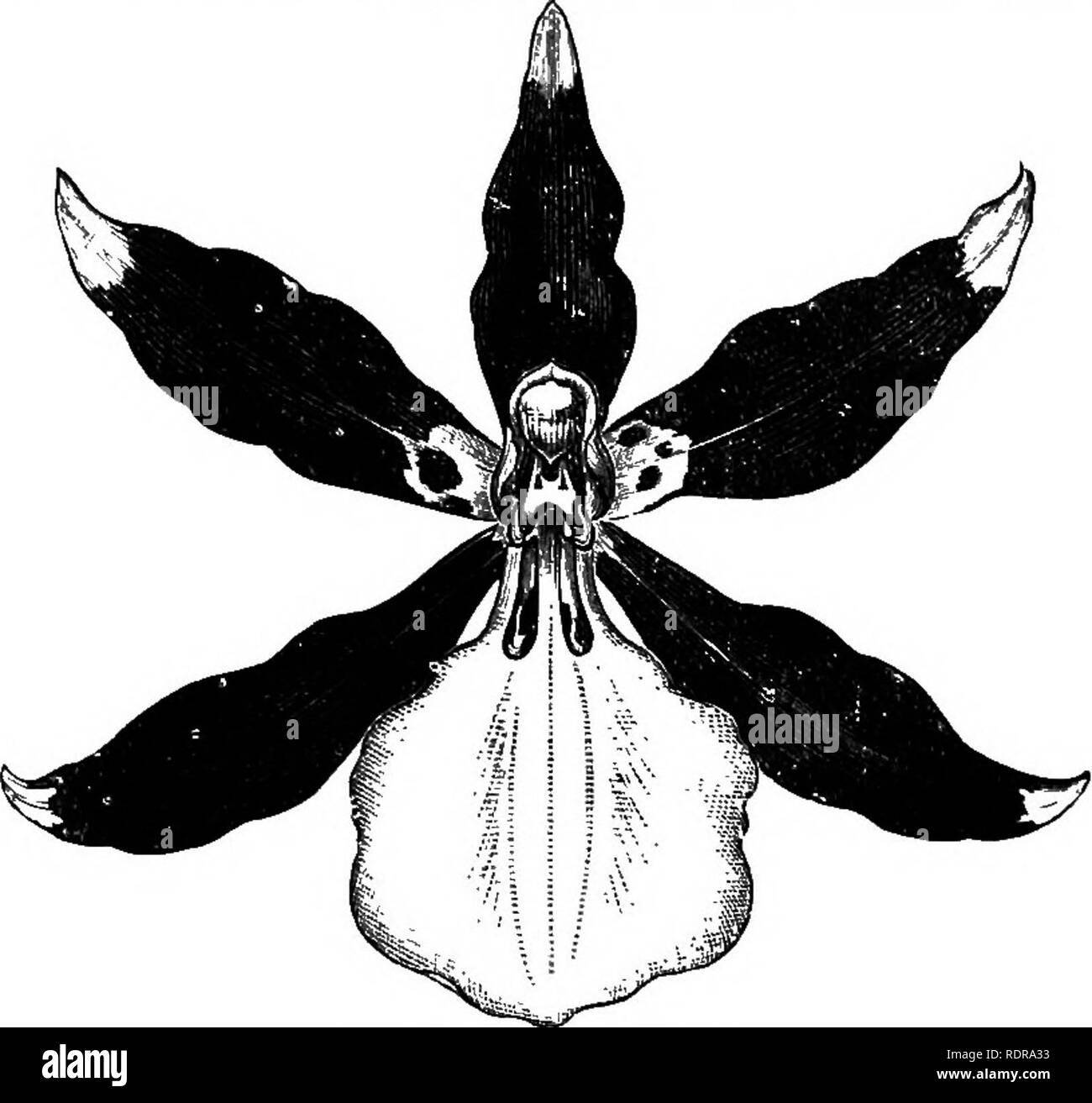 . L'orchid-Grower's Guide, contenant des descriptions des meilleures ...