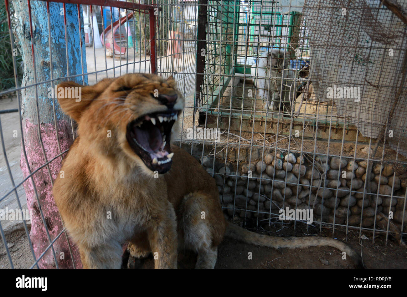 Gaza zoo Banque de photographies et d’images à haute résolution - Alamy