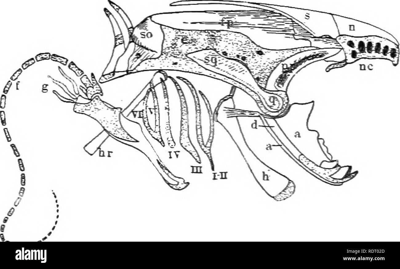 Fonction de la vessie et l'anatomie Banque d'images noir et blanc - Alamy