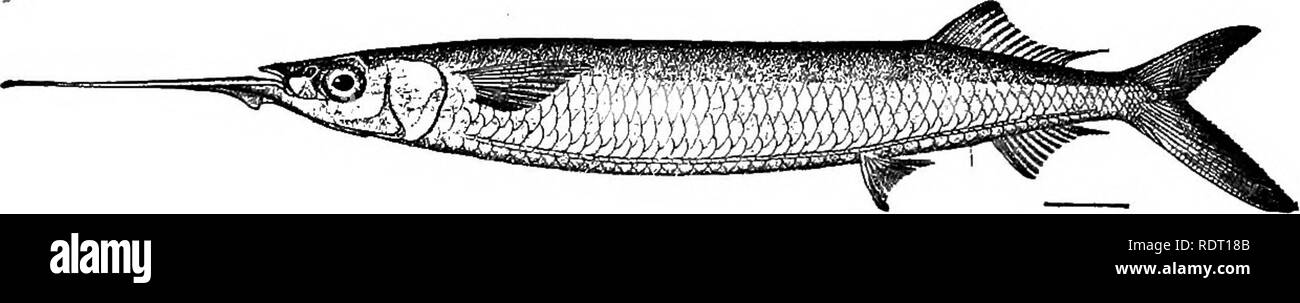 Demi bec de balao Banque de photographies et d’images à haute ...