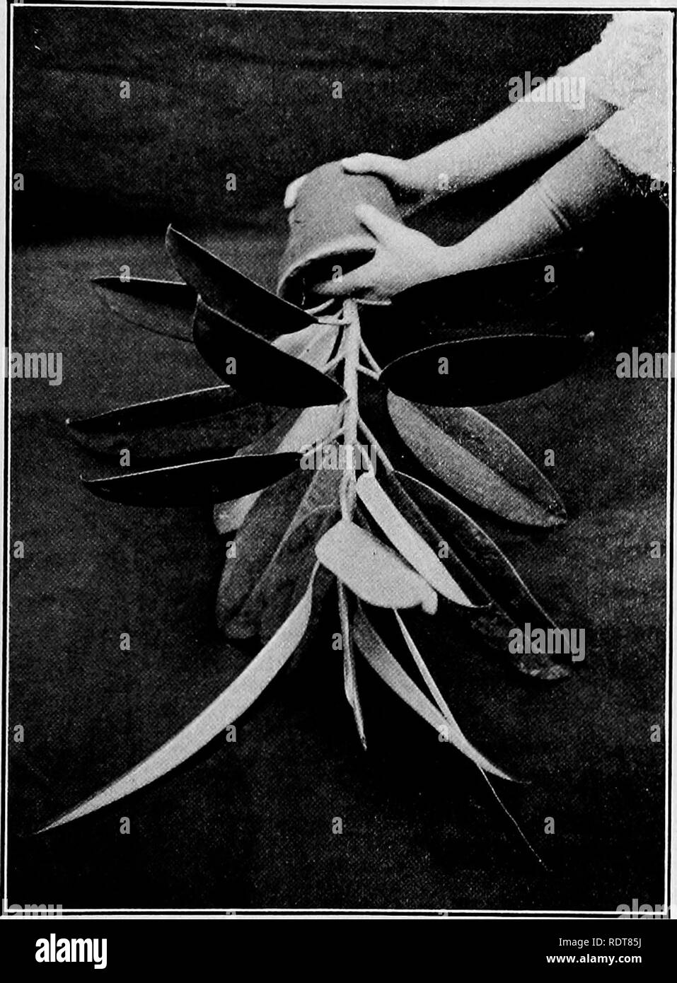 Inverted plant pot Banque d'images noir et blanc - Alamy