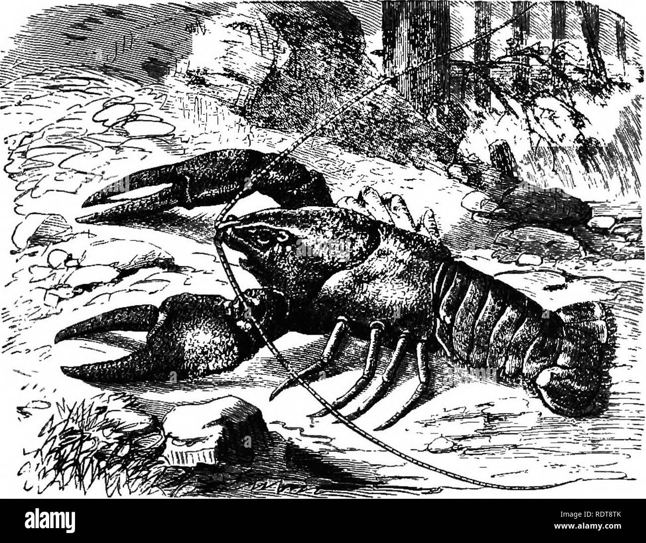 Pattes de homard Banque d'images noir et blanc - Alamy