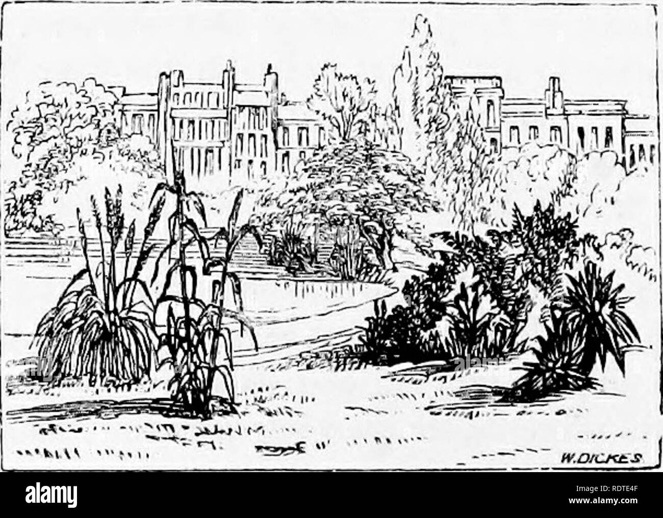 Arbre ailantus Banque de photographies et d’images à haute résolution ...