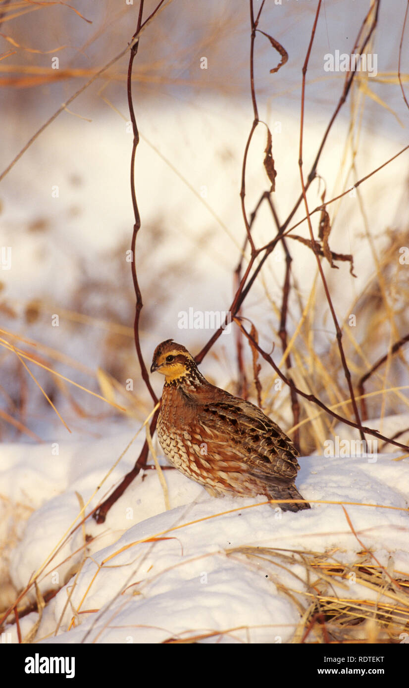 Femelle caille de colin de virginie Banque de photographies et d’images ...