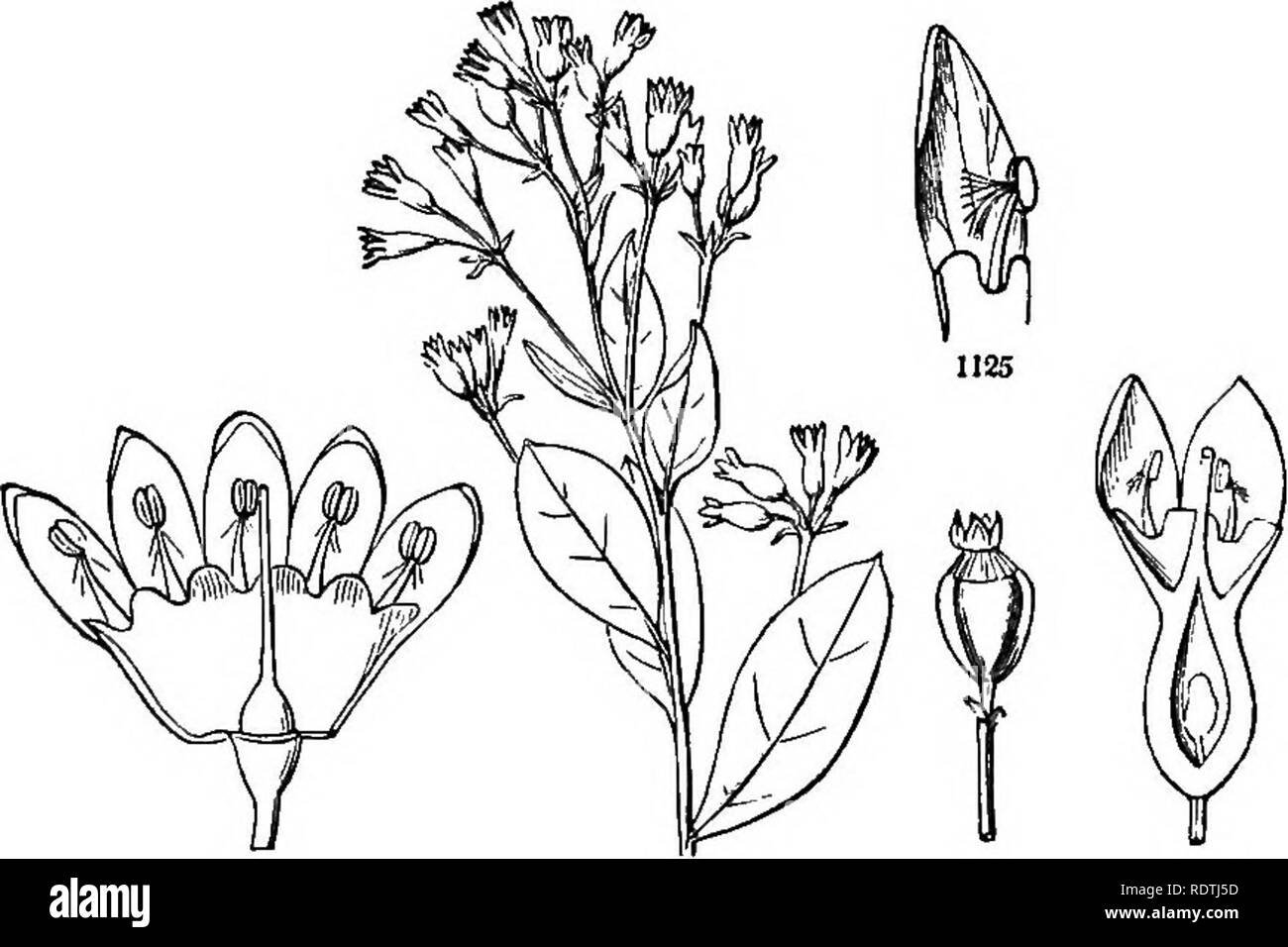 . Introduction à la botanique systématique et structurel, et la ...