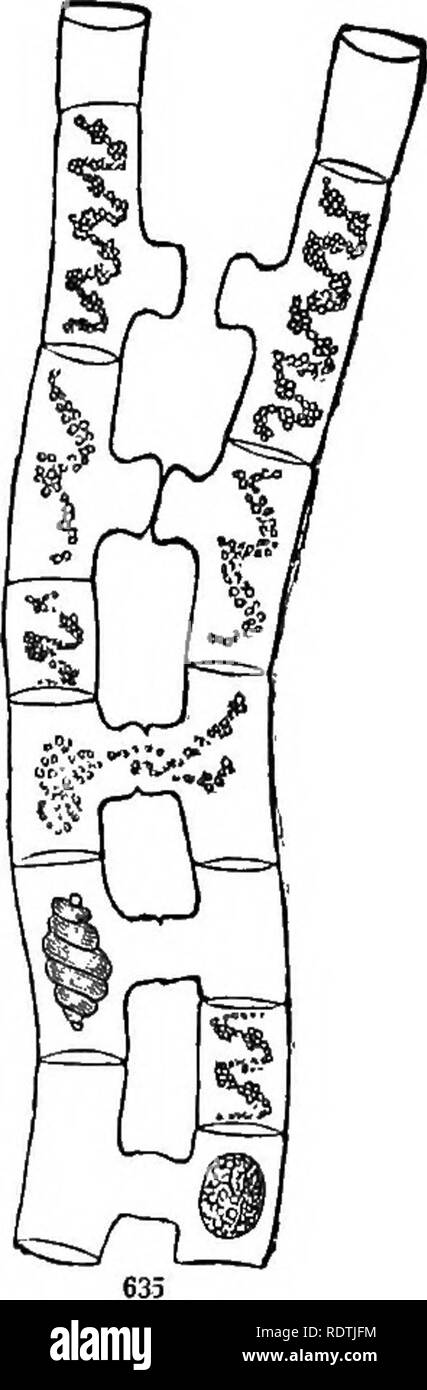 Zygnema microscope Banque de photographies et d’images à haute ...