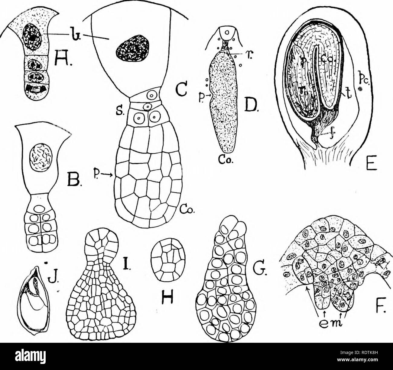 . Une introduction à la structure et à la reproduction des plantes ...