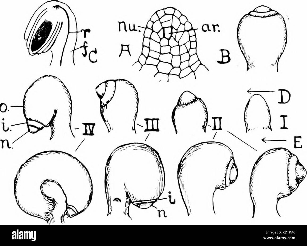 Anatomie de la tige Banque d'images noir et blanc - Alamy