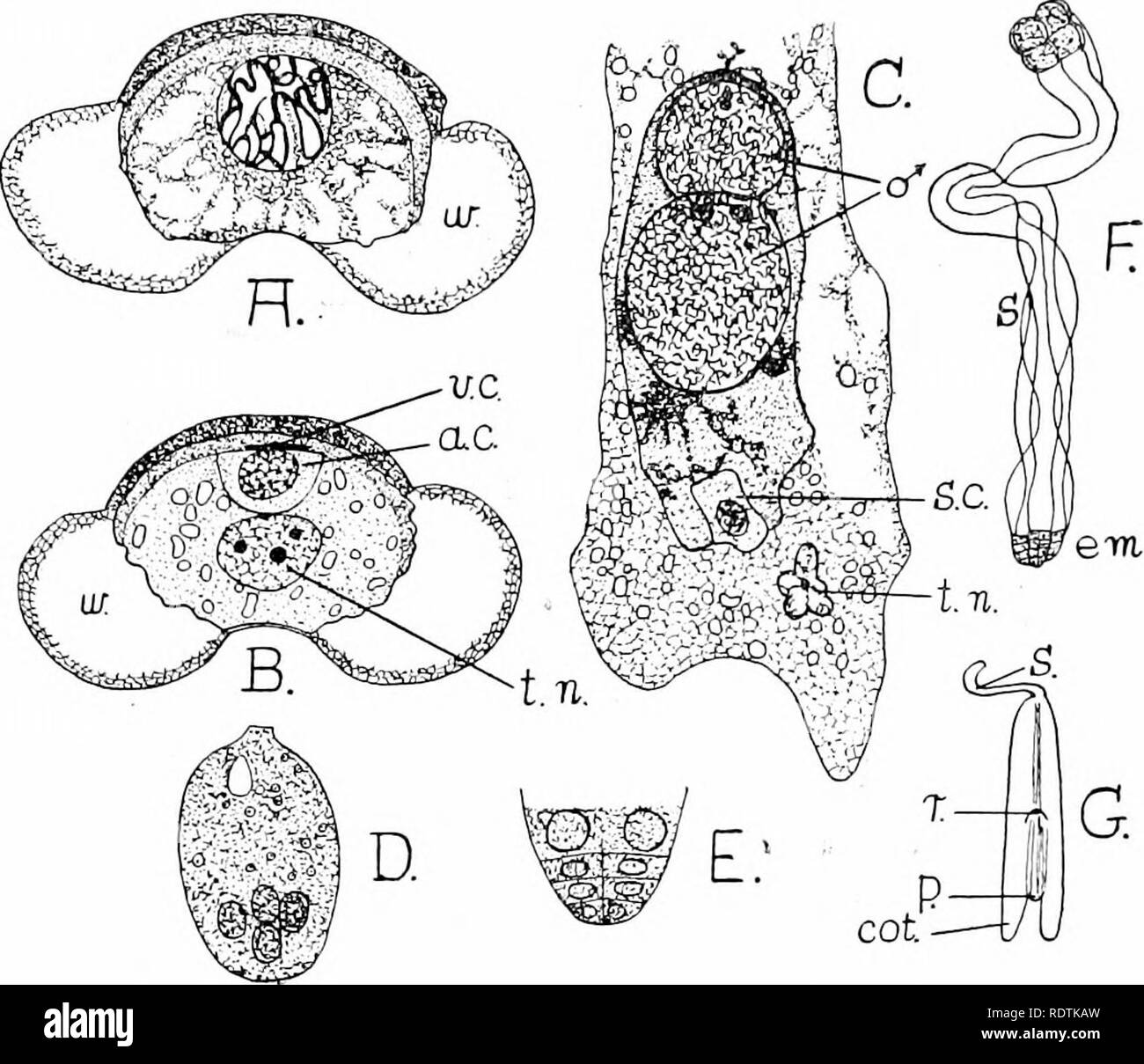 . Une introduction à la structure et à la reproduction des plantes ...
