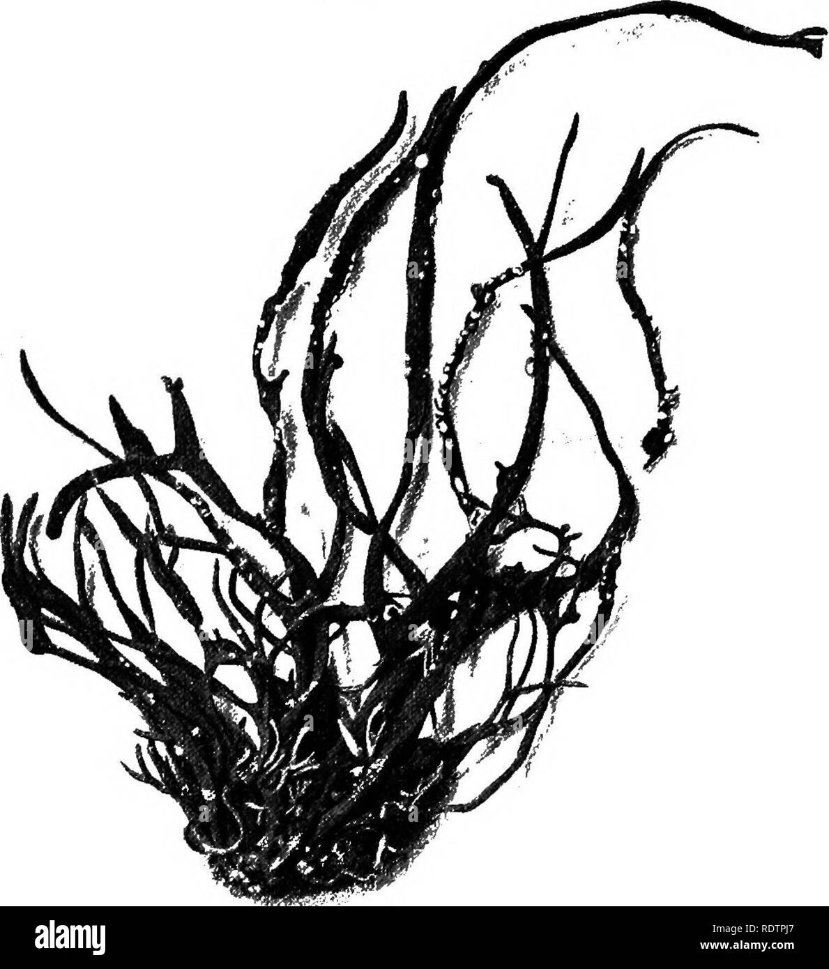 Thalle filamenteux Banque d'images noir et blanc - Alamy