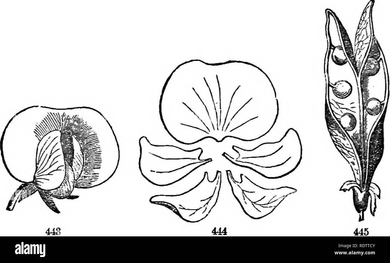 Papilionaceous flowers Banque d'images noir et blanc - Alamy