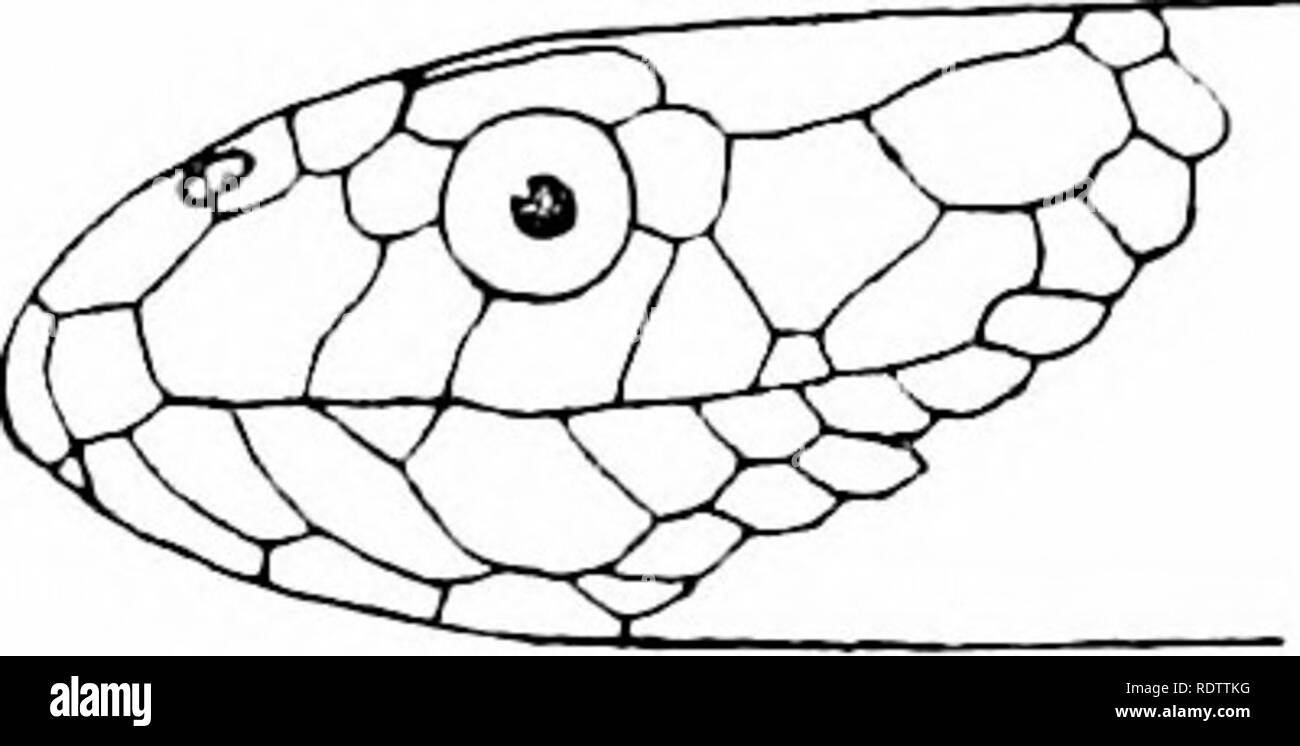 Serpents de philippines Banque de photographies et d’images à haute résolution - Alamy