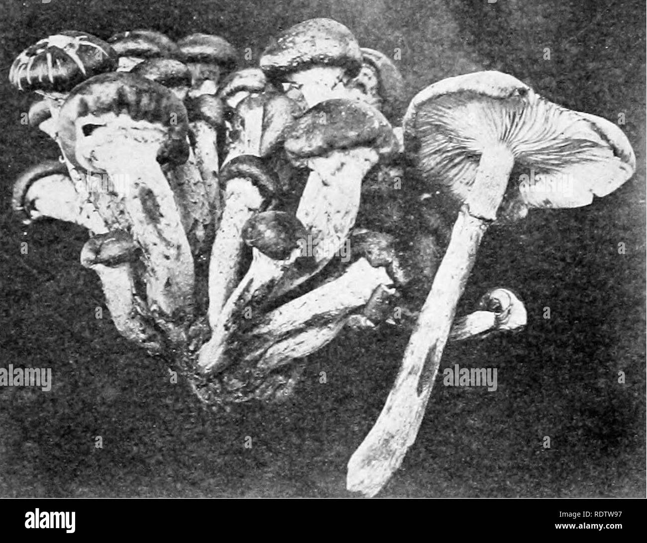 Fructification des champignons Banque d'images noir et blanc - Alamy