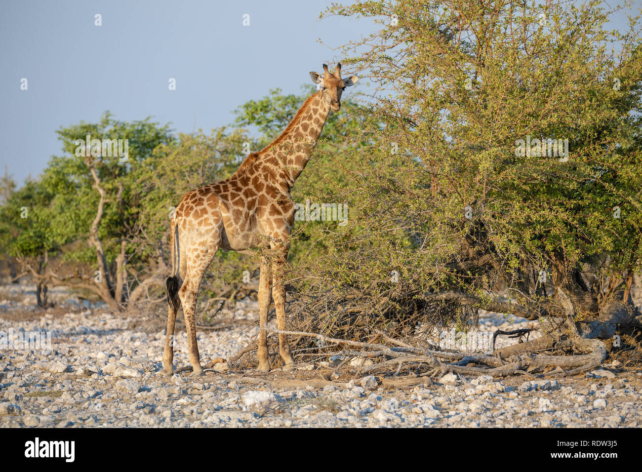 Faune angolaise Banque de photographies et d’images à haute résolution ...