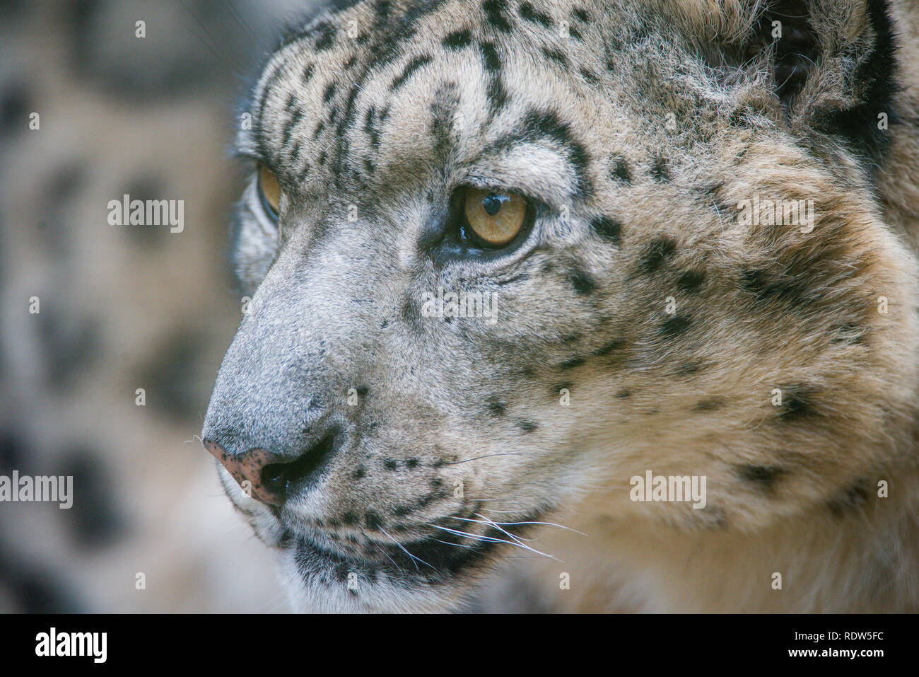 Linton zoo Banque de photographies et d’images à haute résolution - Alamy