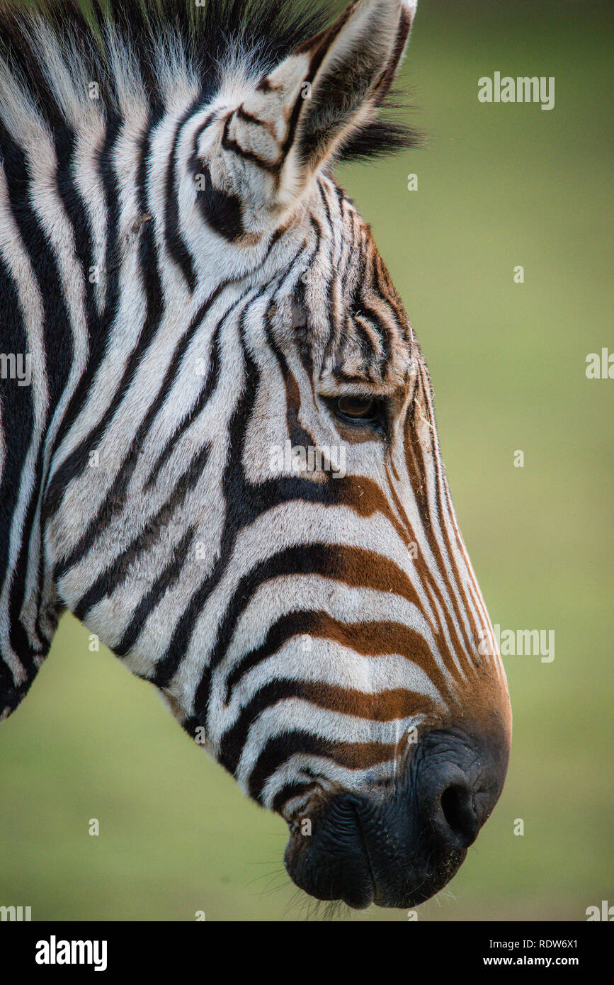 Linton zoo Banque de photographies et d’images à haute résolution - Alamy